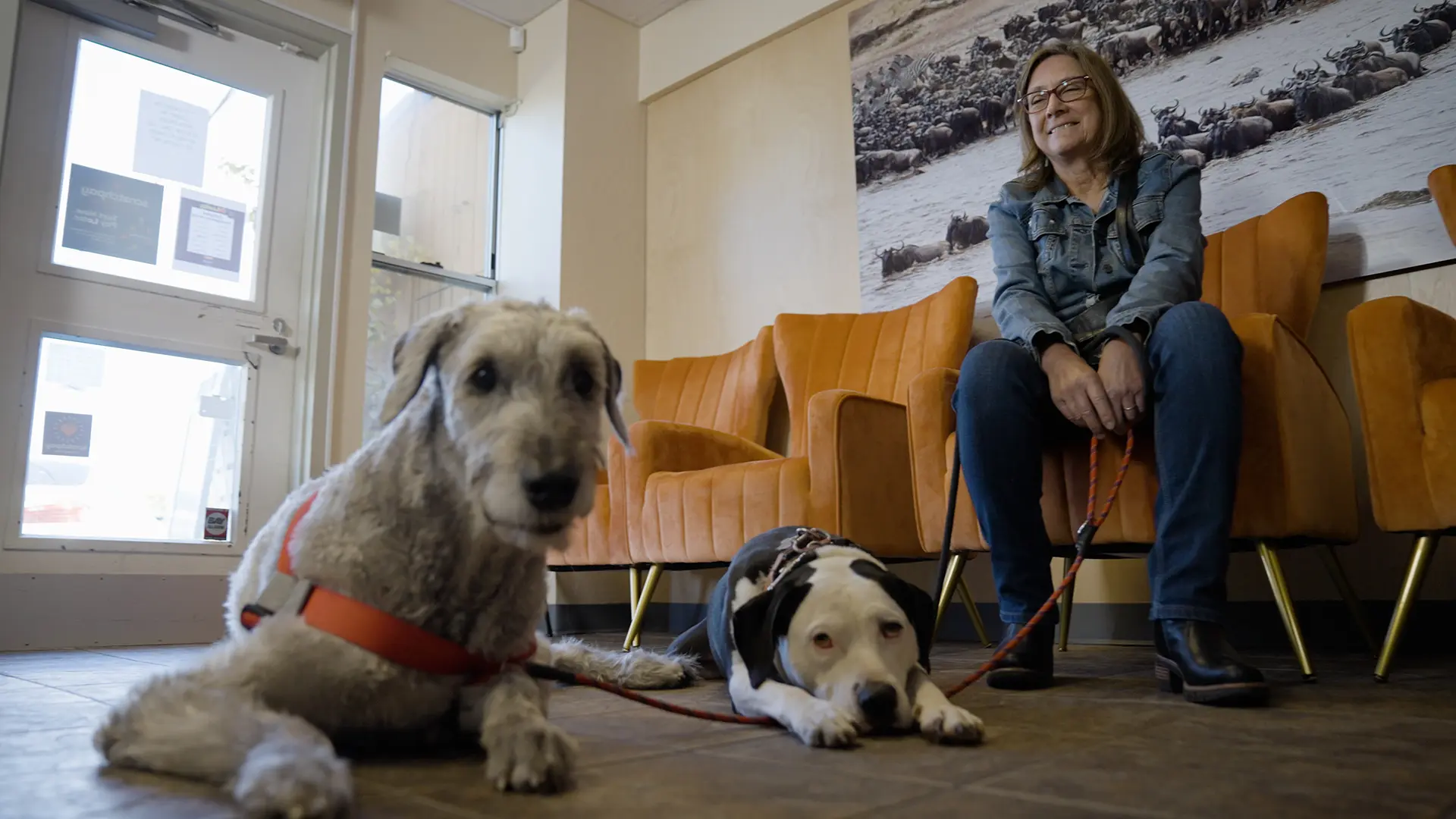 New Patient Form | Lenity Vet Specialists + Emergency Care